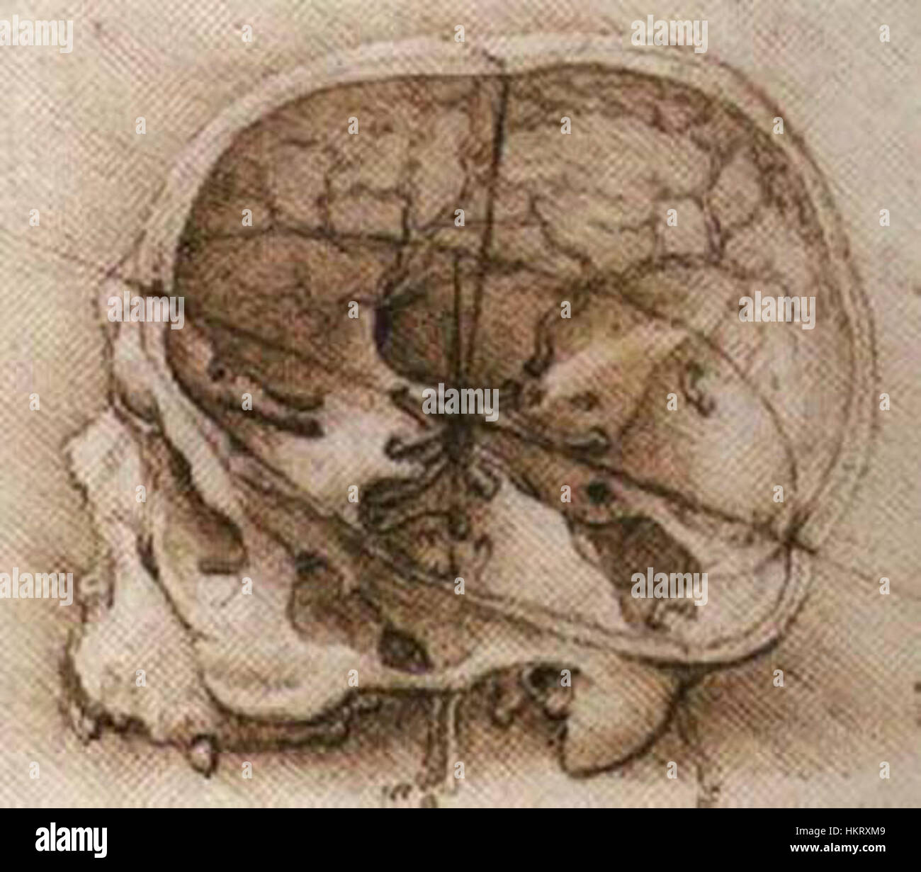Leonardo da Vinci’s studies of the human skull are part of his ...