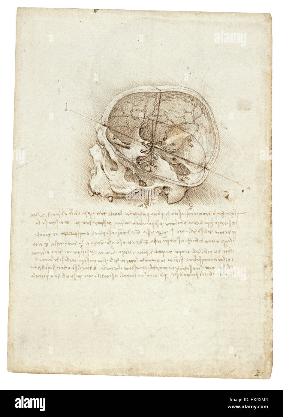 An anatomical drawing by Leonardo da Vinci, illustrating the human ...