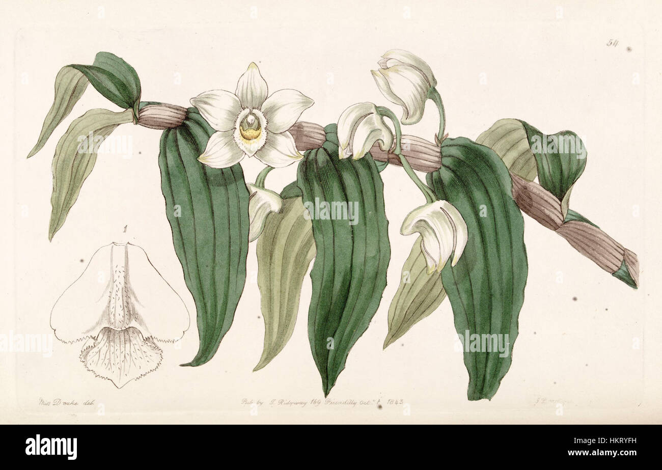 This botanical illustration of Dendrobium aqueum, featured in Edwards's ...