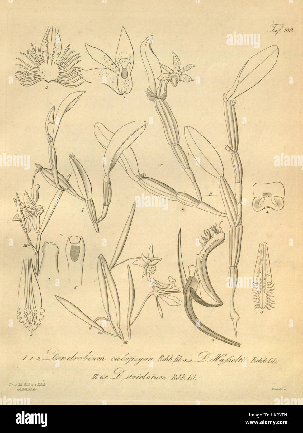 The artwork titled 'Dendrobium calopogon - D. barbatum (as D. hasseltii ...