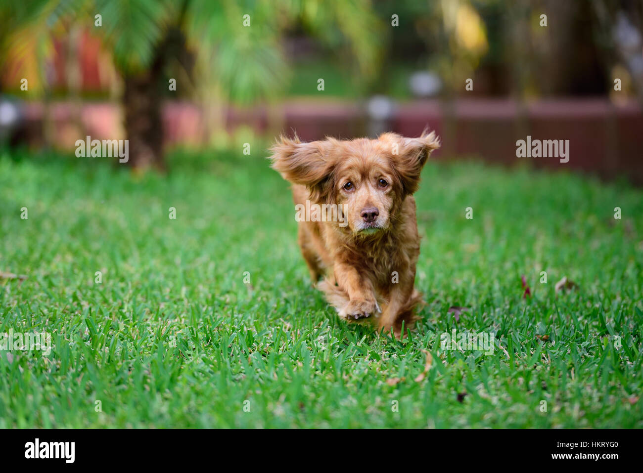 Dog running spaniel hi-res stock photography and images - Alamy