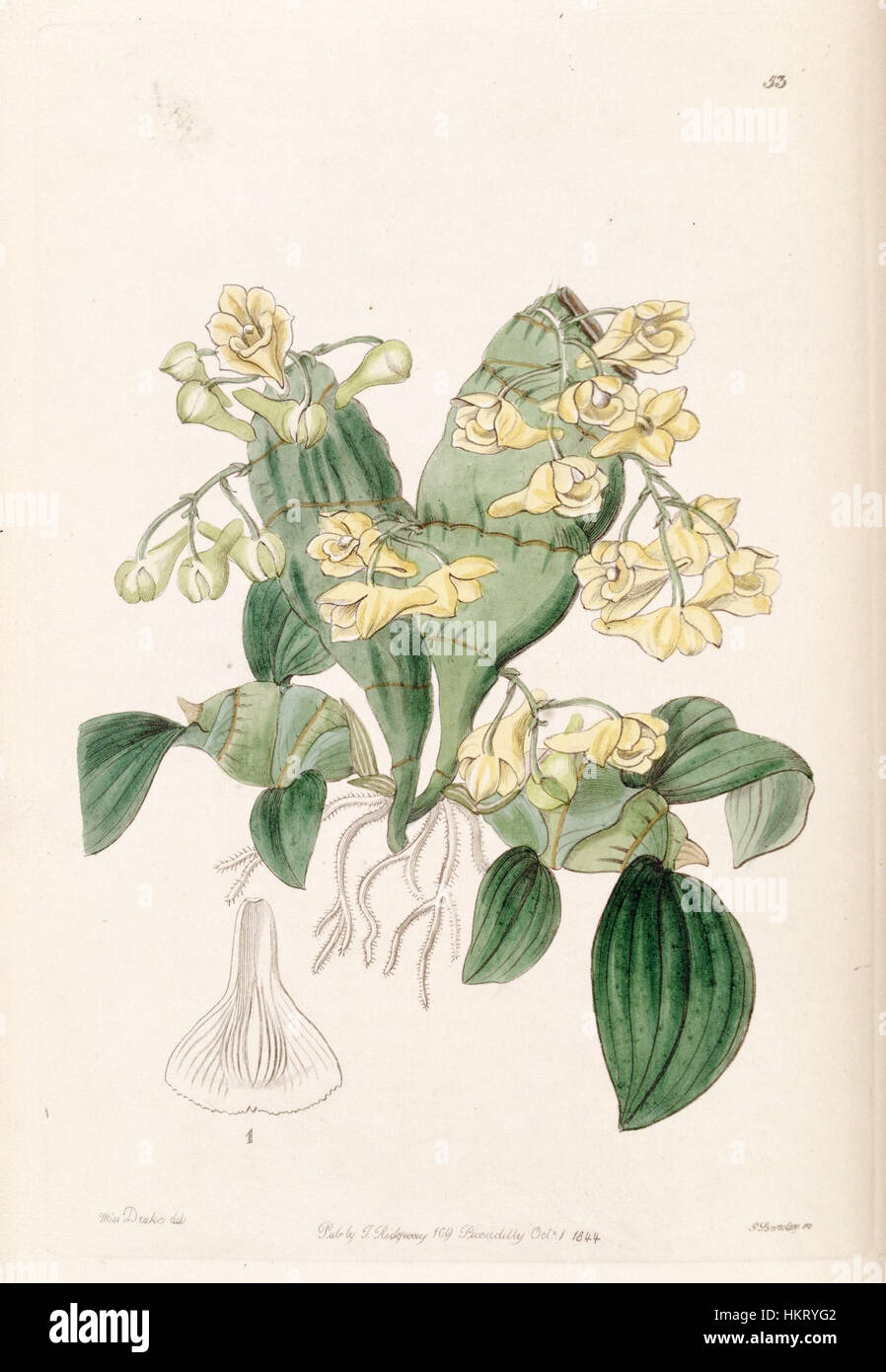 The botanical illustration 'Dendrobium compressum,' from Edwards's ...