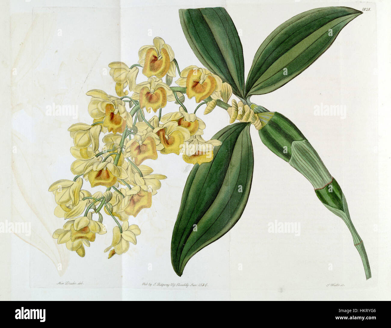 Dendrobium Densiflorum High Resolution Stock Photography and Images - Alamy