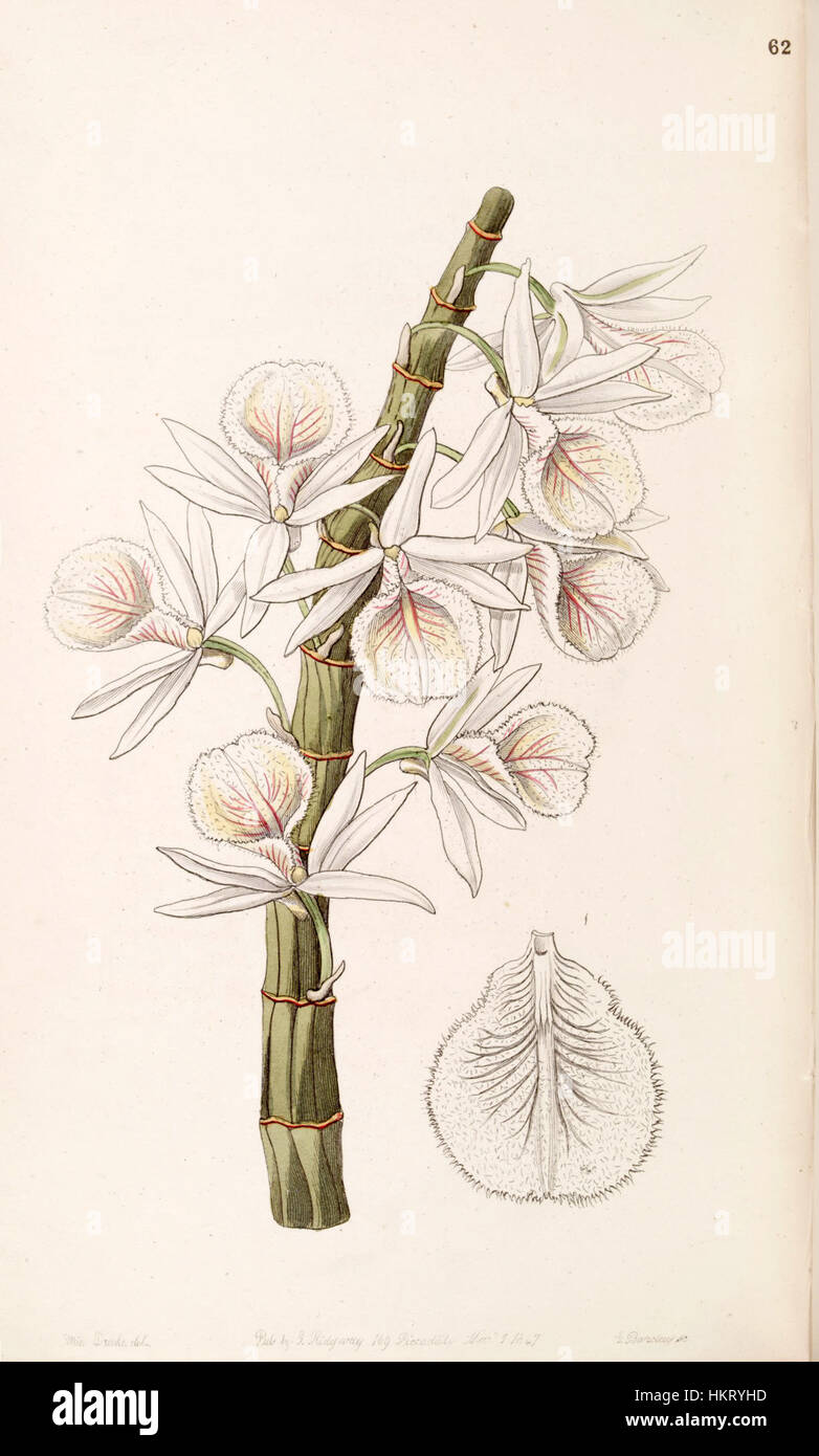 This botanical illustration from Edwards's Botanical Register depicts ...