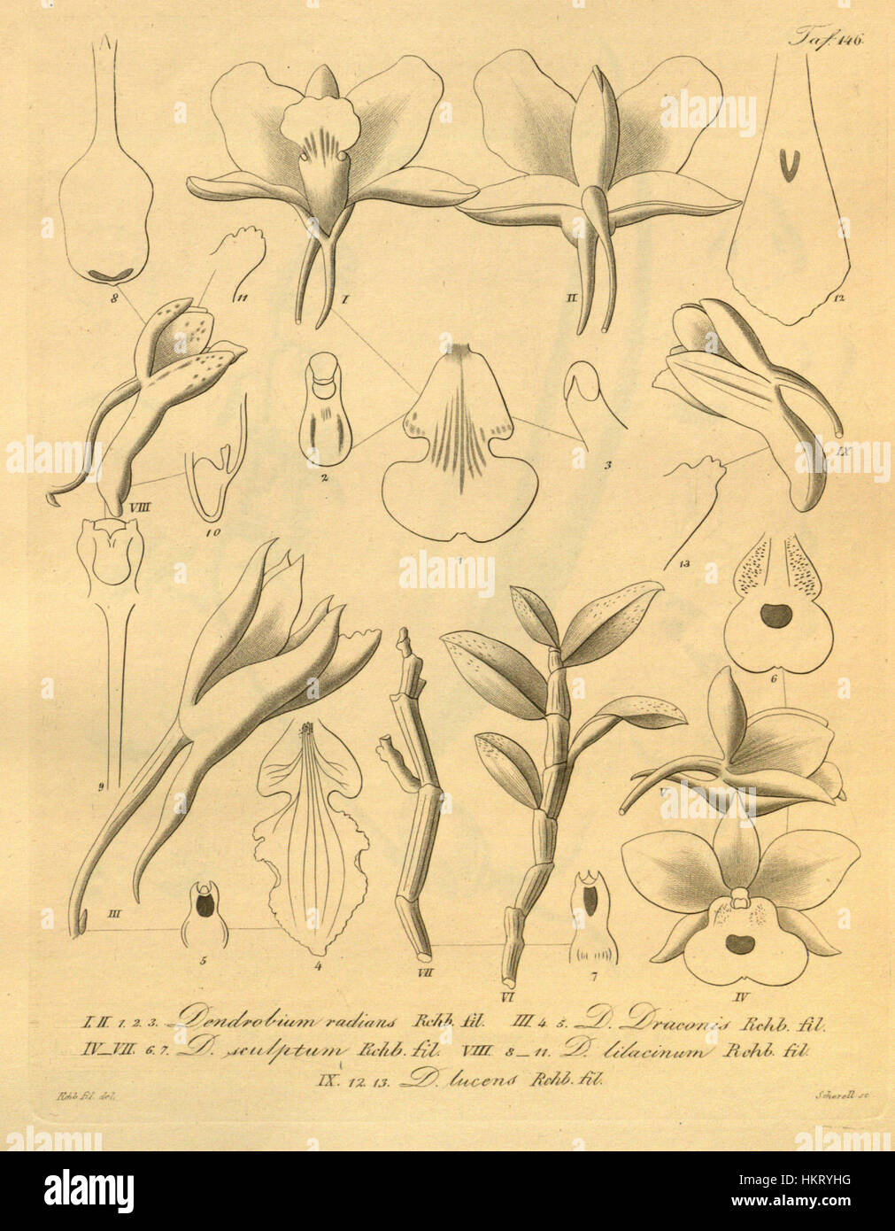 This botanical illustration features various species of the Dendrobium ...
