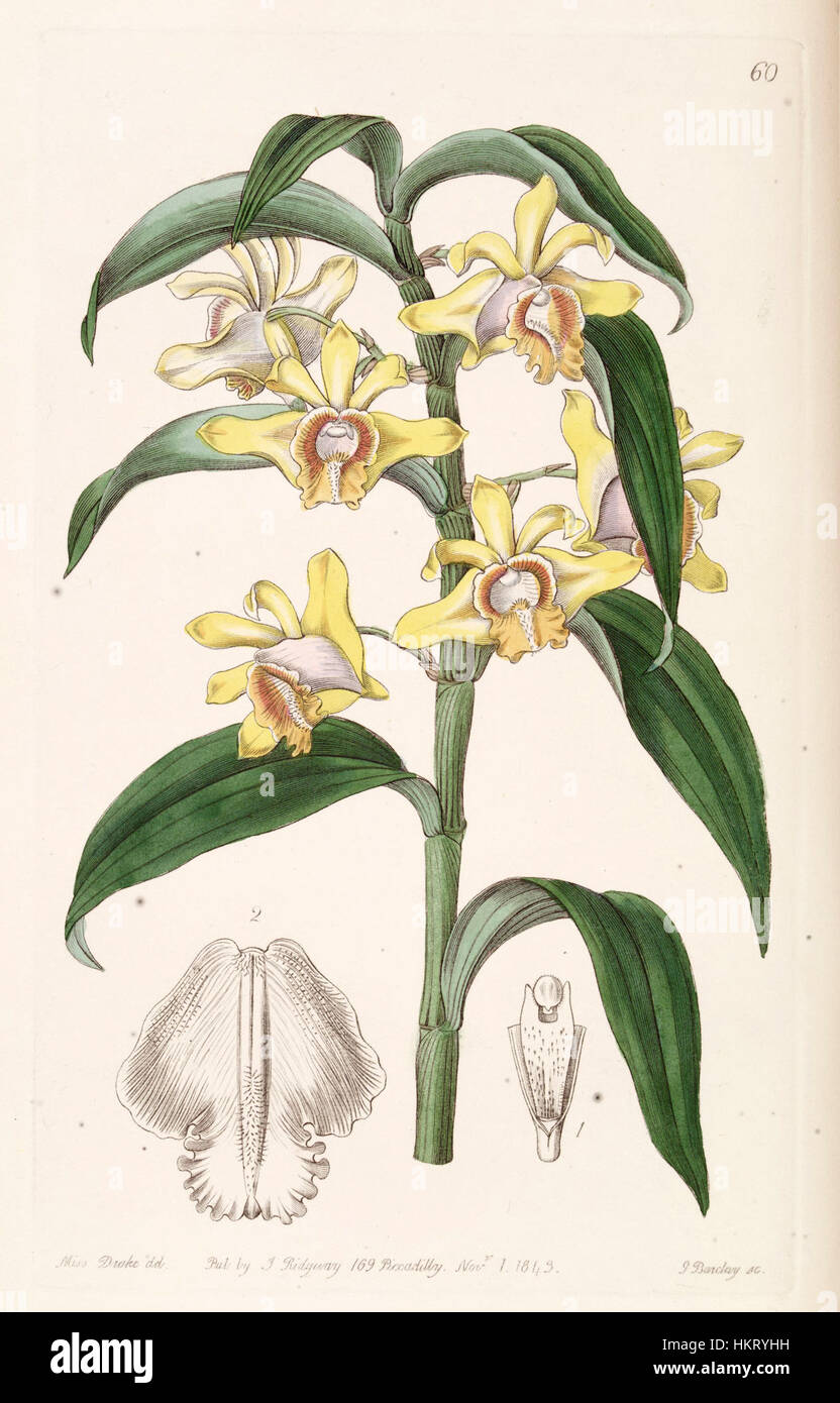 This botanical illustration, created in 1843, features the Dendrobium ...