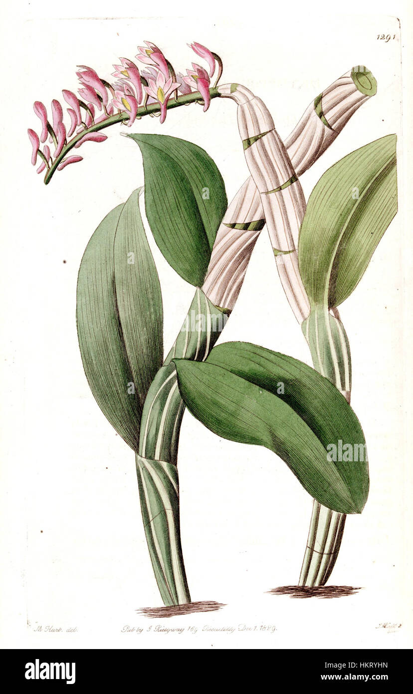 An illustration from Edwards' botanical series, featuring Dendrobium ...