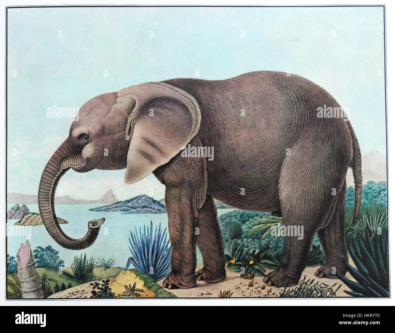 Der afrikanische Elefant Stock Photo - Alamy