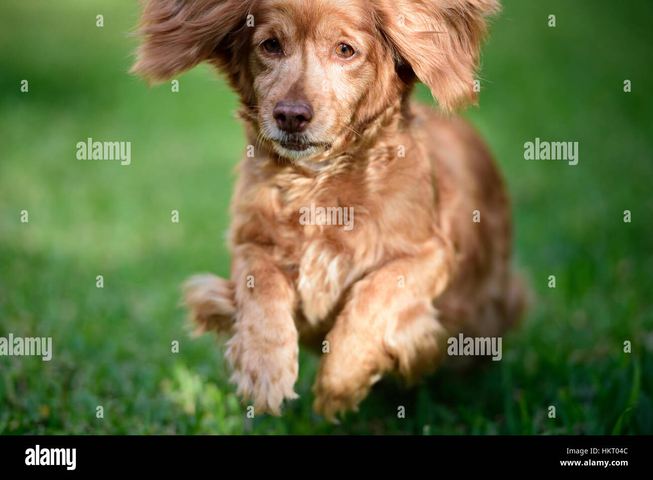 Dog running spaniel hi-res stock photography and images - Alamy