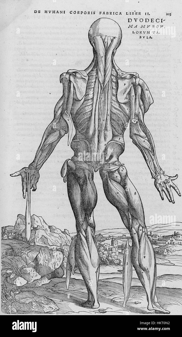 Andreas vesalius de humani corporis hi-res stock photography and images ...