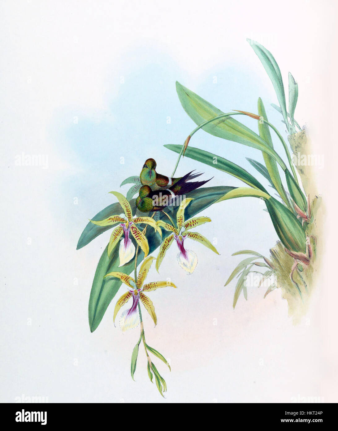 The Discosura letitiae, commonly known as the Letitia’s trogon, is a ...