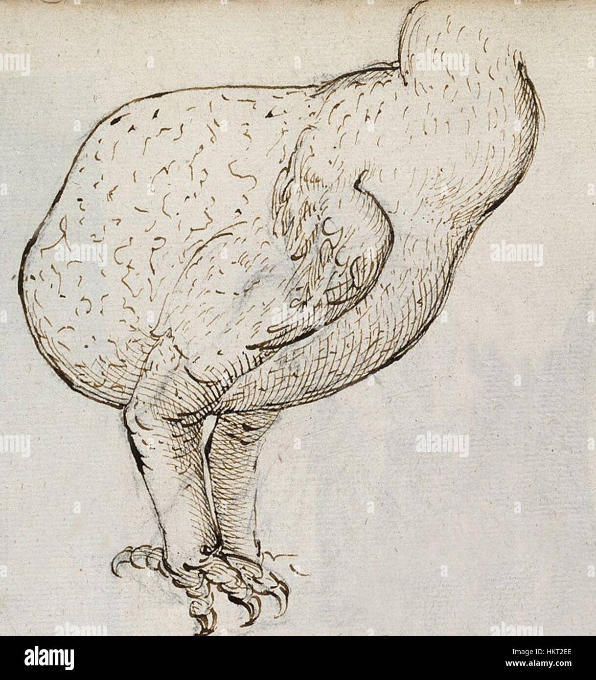 Dodo birds hi-res stock photography and images - Alamy