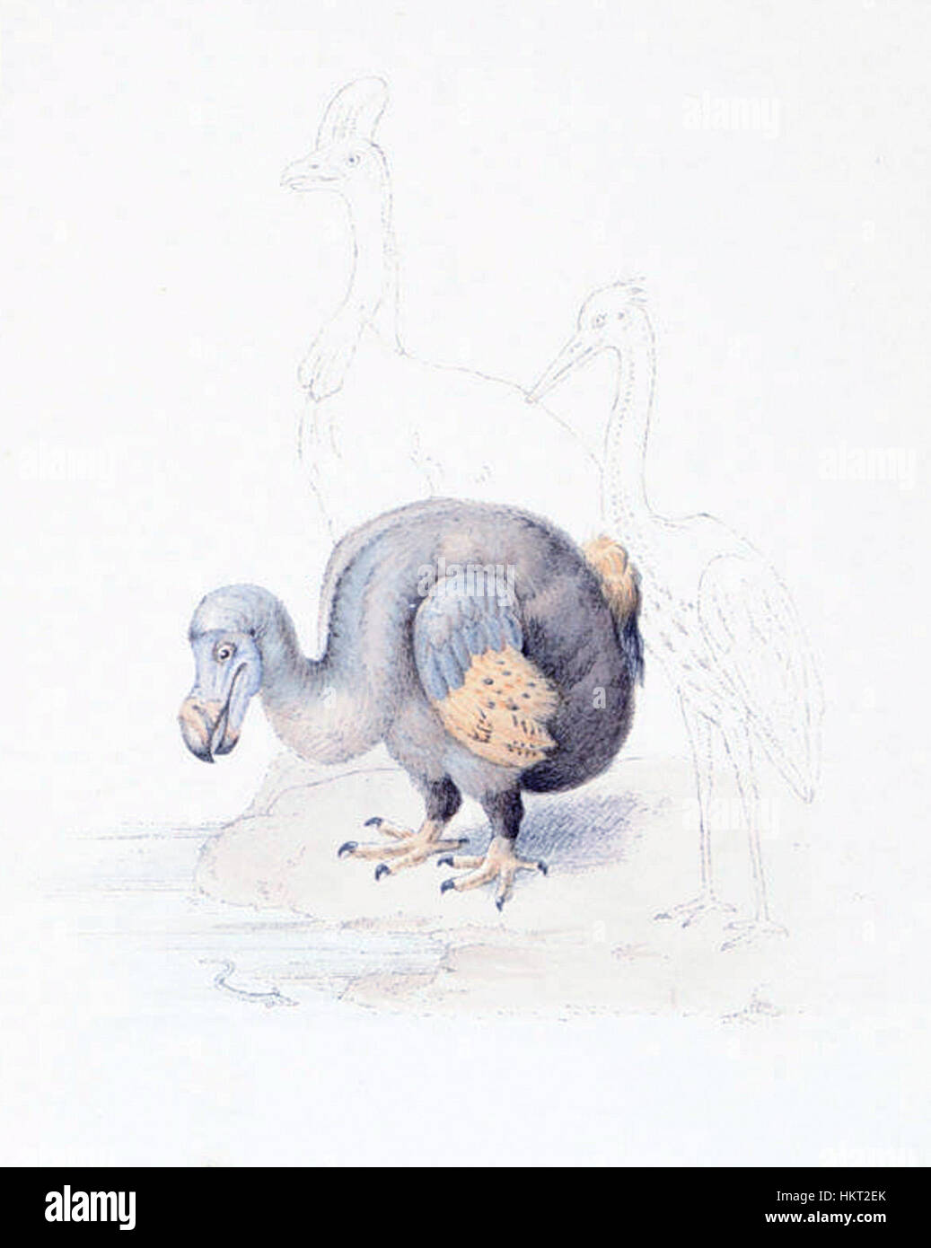 Dodo drawing hi-res stock photography and images - Alamy