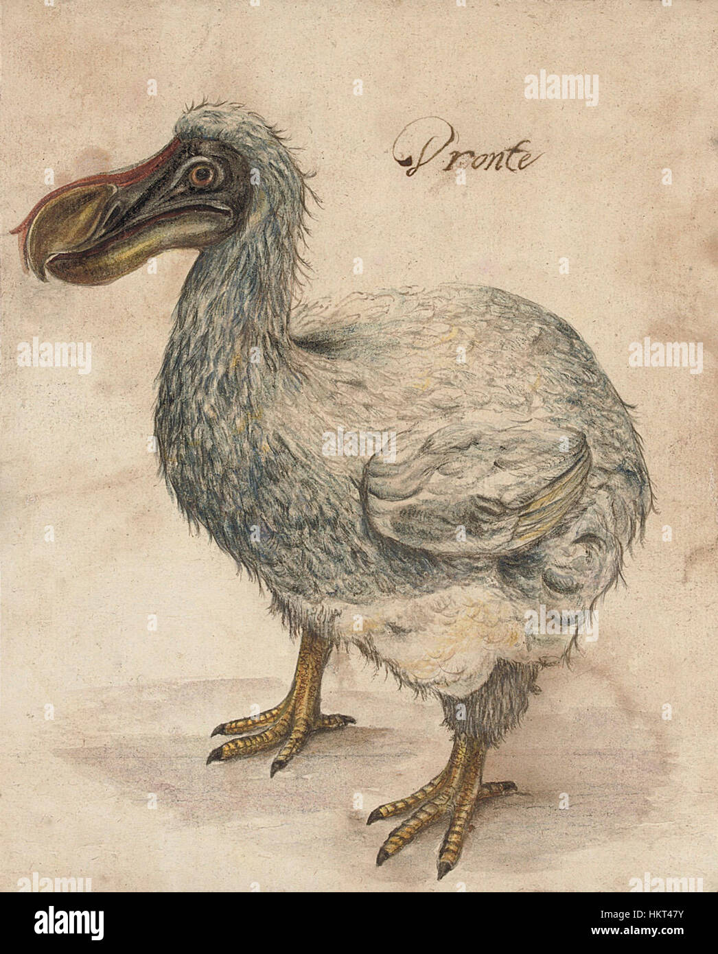 The Dronte, a 17th-century painting, depicts the extinct bird species ...