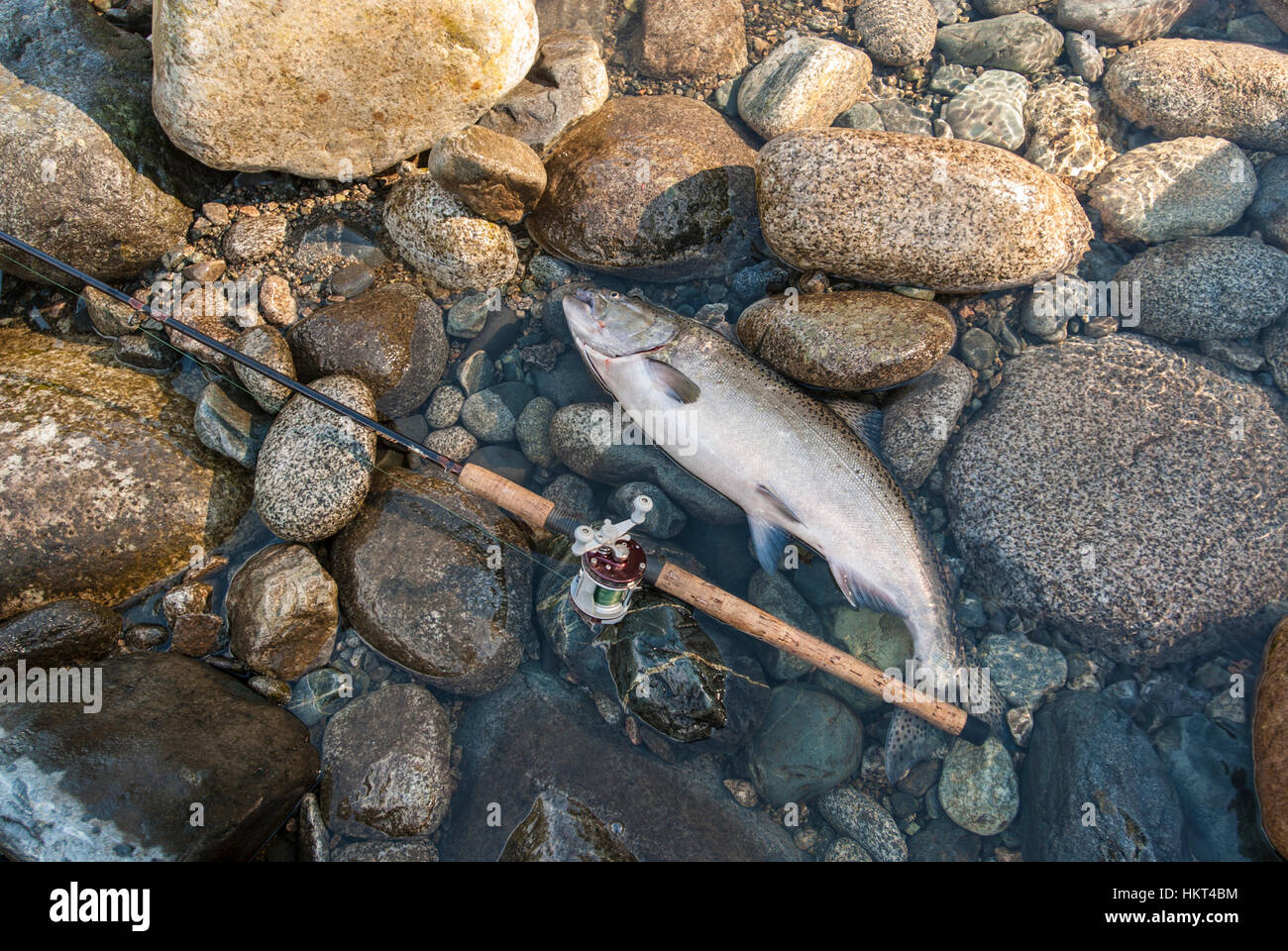 Freshly caught Spring Salmon laying on the edge of the Capilano River ...