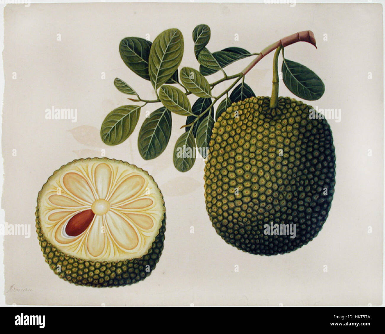 Durian art hi-res stock photography and images - Alamy