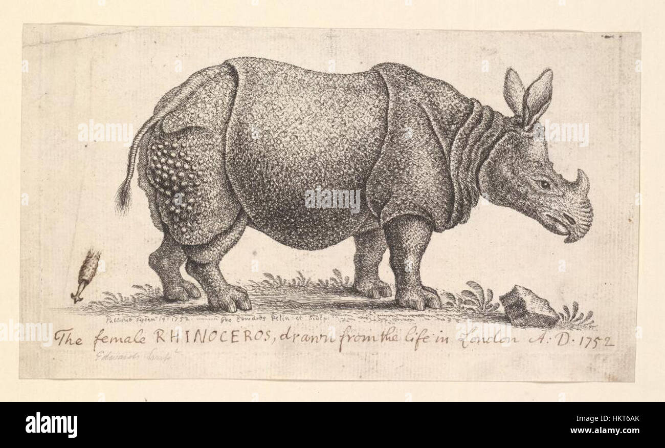 This artwork, depicting a female rhinoceros drawn from life in London ...