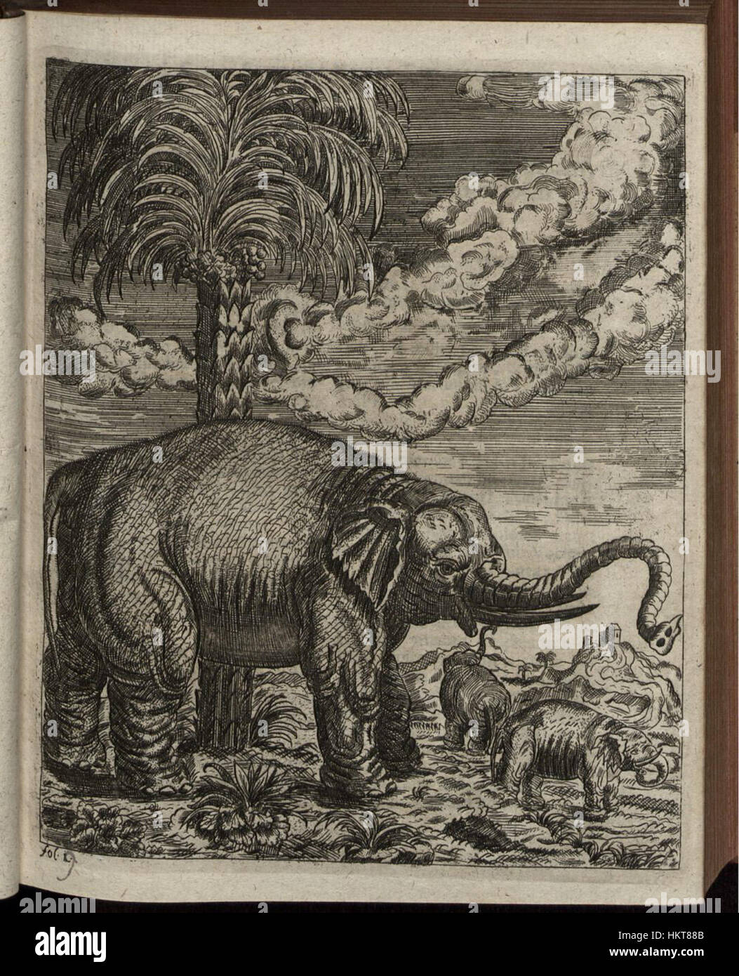 'Elephantographia Curiosa 047' is a detailed etching depicting an ...