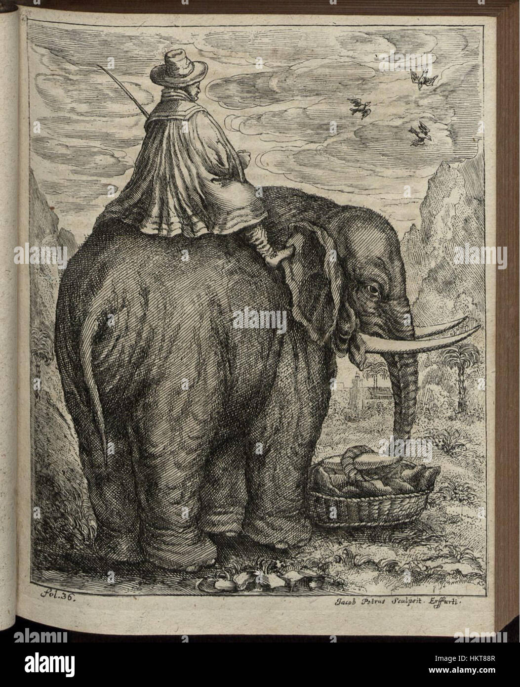 'Elephantographia Curiosa 081' is a historical artwork illustrating an ...