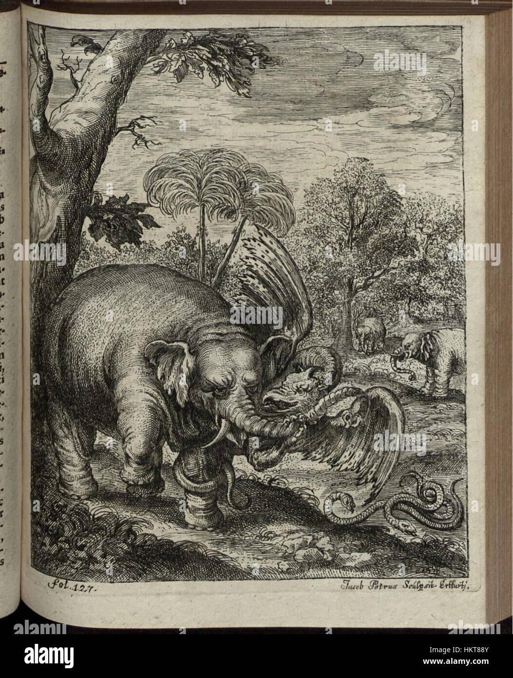 A work titled 'Elephantographia Curiosa 195', an engraving illustrating ...