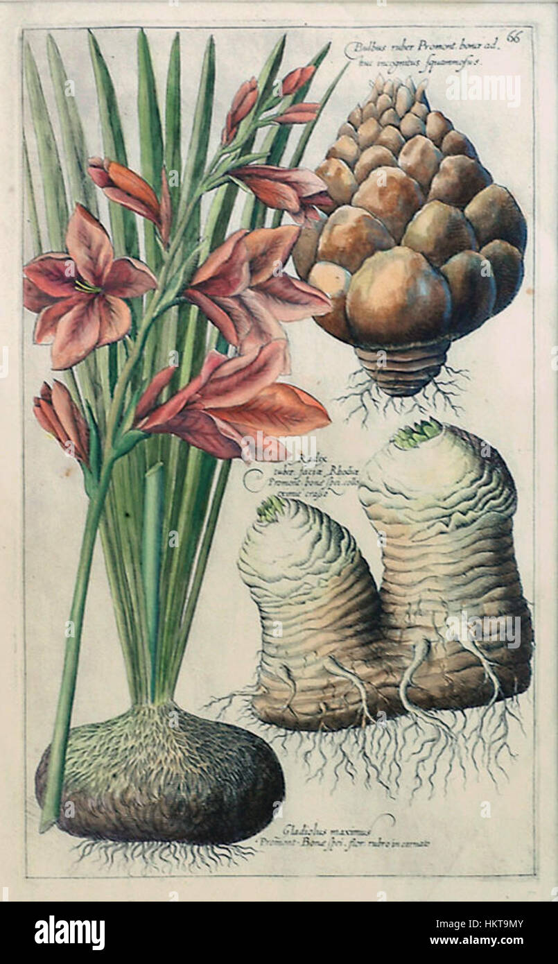 Emanuel Sweert was a Dutch artist known for his botanical and still ...