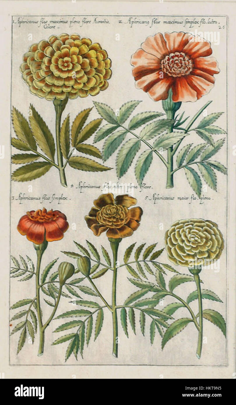 Emanuel Sweert’s botanical illustrations are a renowned example of 17th ...