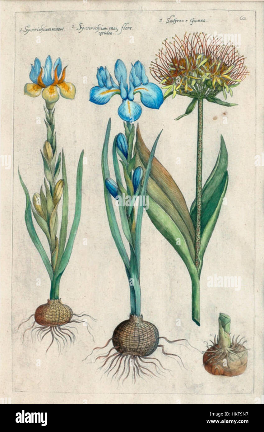 Emanuel Sweert was a renowned Flemish artist known for his botanical ...