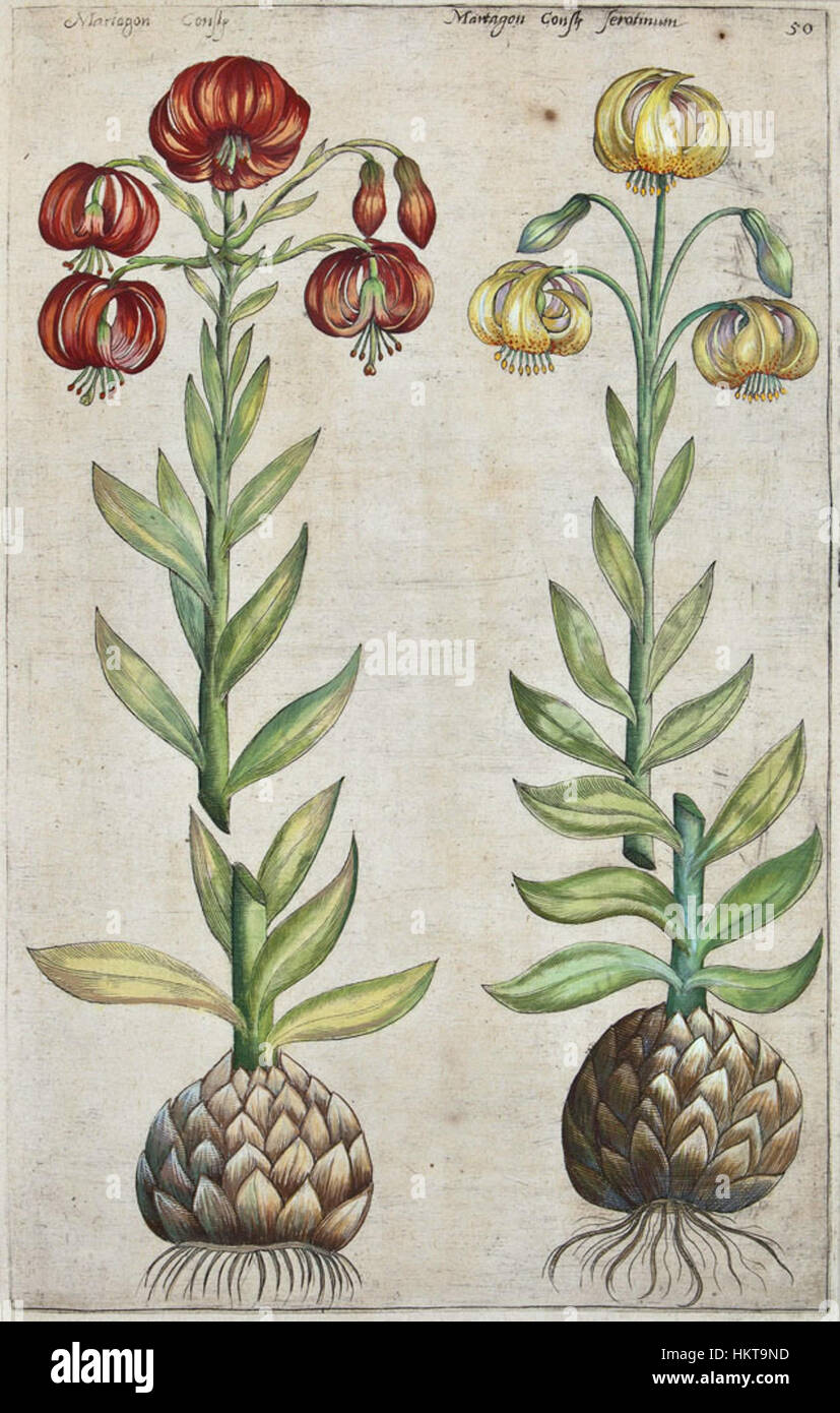 Emanuel Sweert's work showcases his skill as a botanical artist ...