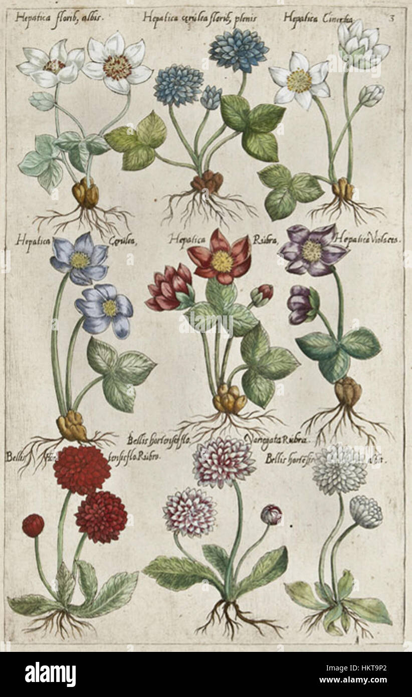 Emanuel Sweert was a 17th-century Flemish artist known for his ...