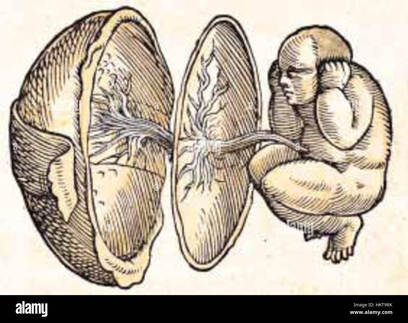 Embryonalentwicklung hi-res stock photography and images - Alamy