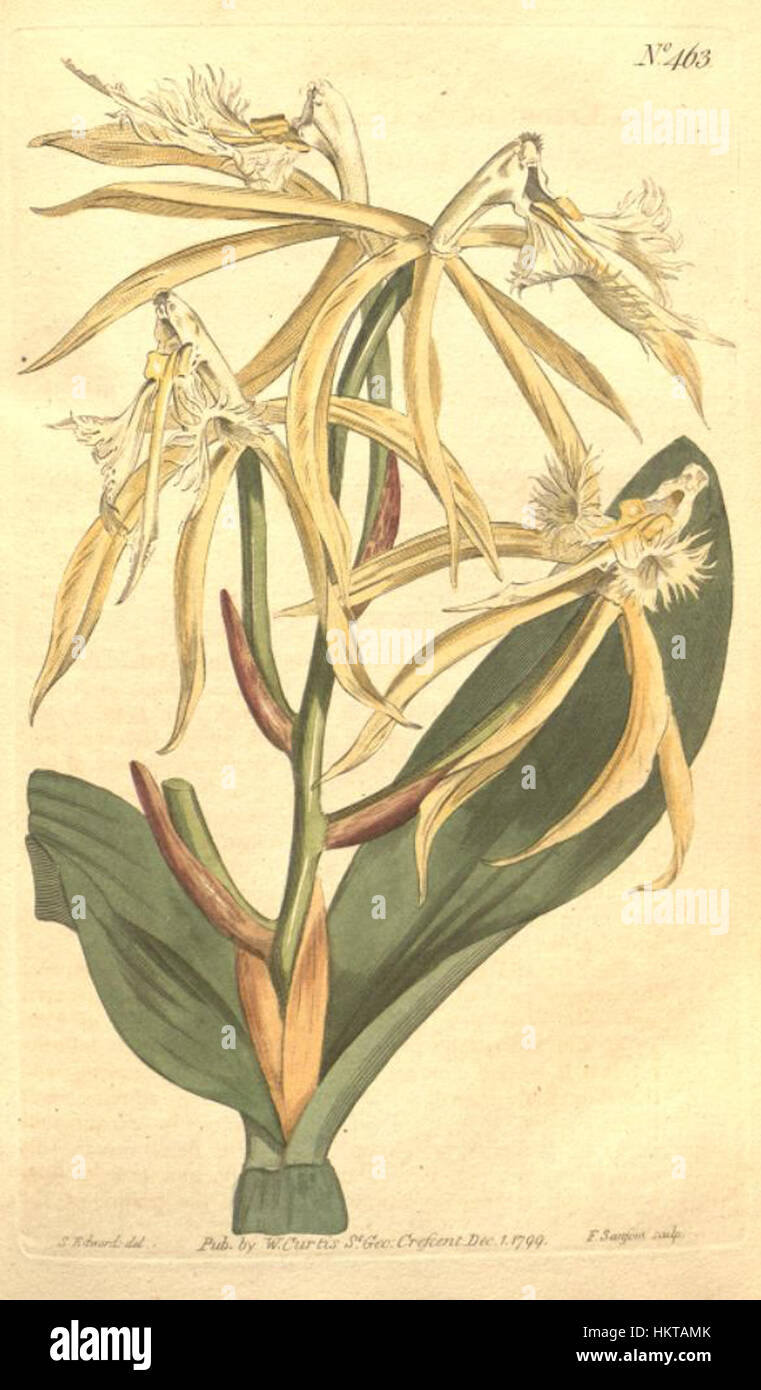 The botanical illustration 'Epidendrum ciliare' from 'Botanical ...