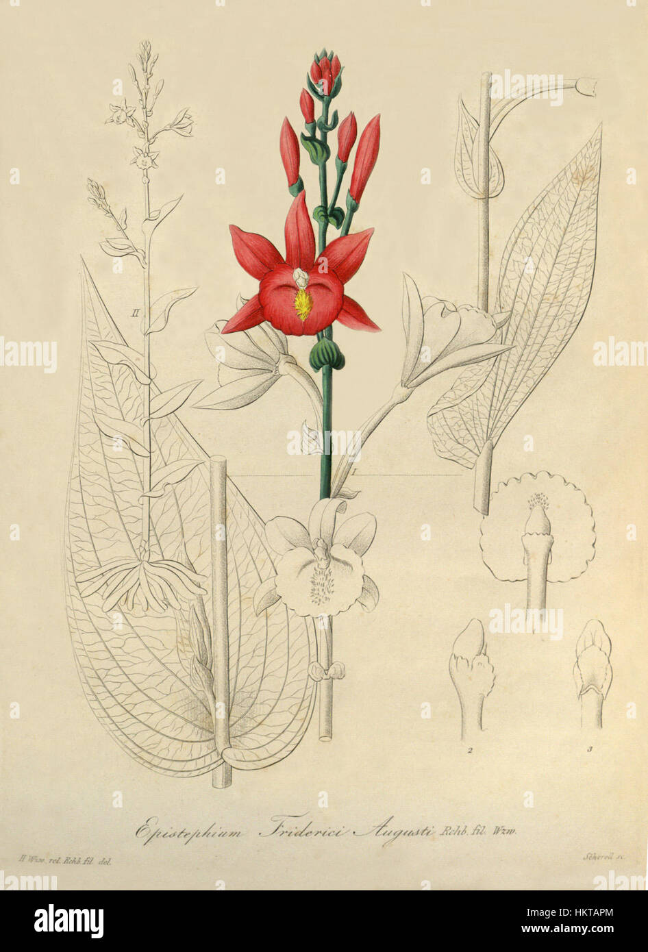 Epistephium hi-res stock photography and images - Alamy