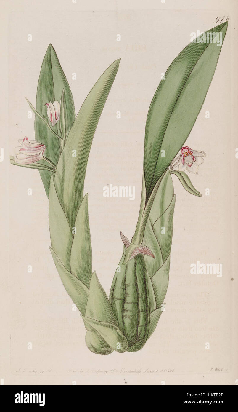 Eria rosea hi-res stock photography and images - Alamy