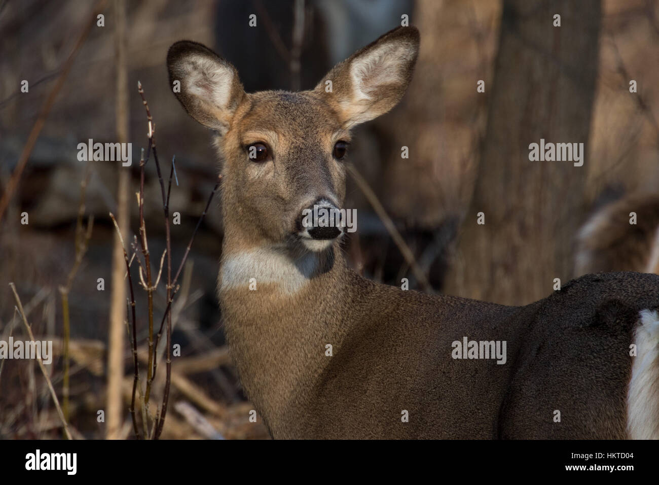 White tailed deer hi-res stock photography and images - Alamy