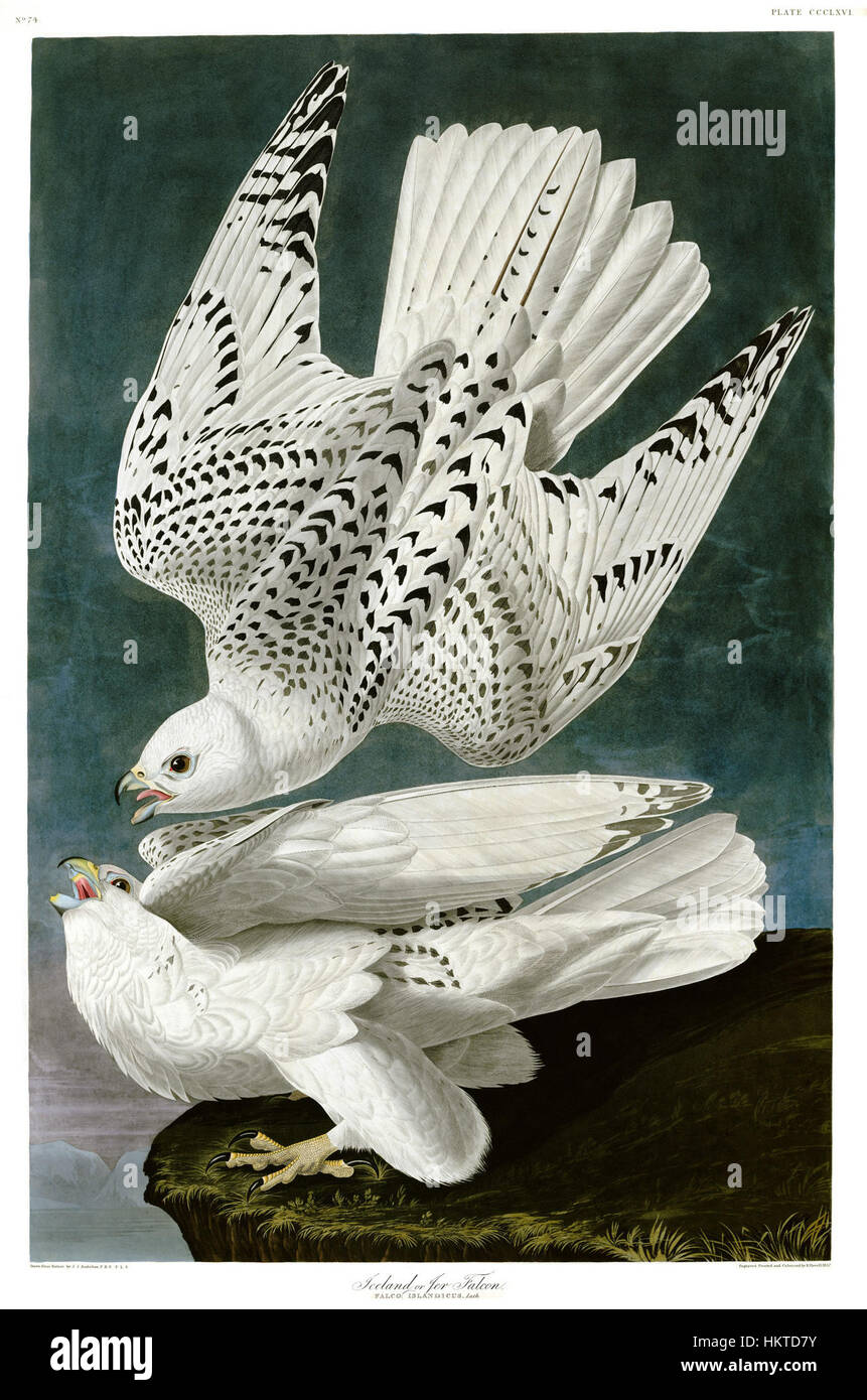 Falco rusticolus, also known as the peregrine falcon, is depicted in ...