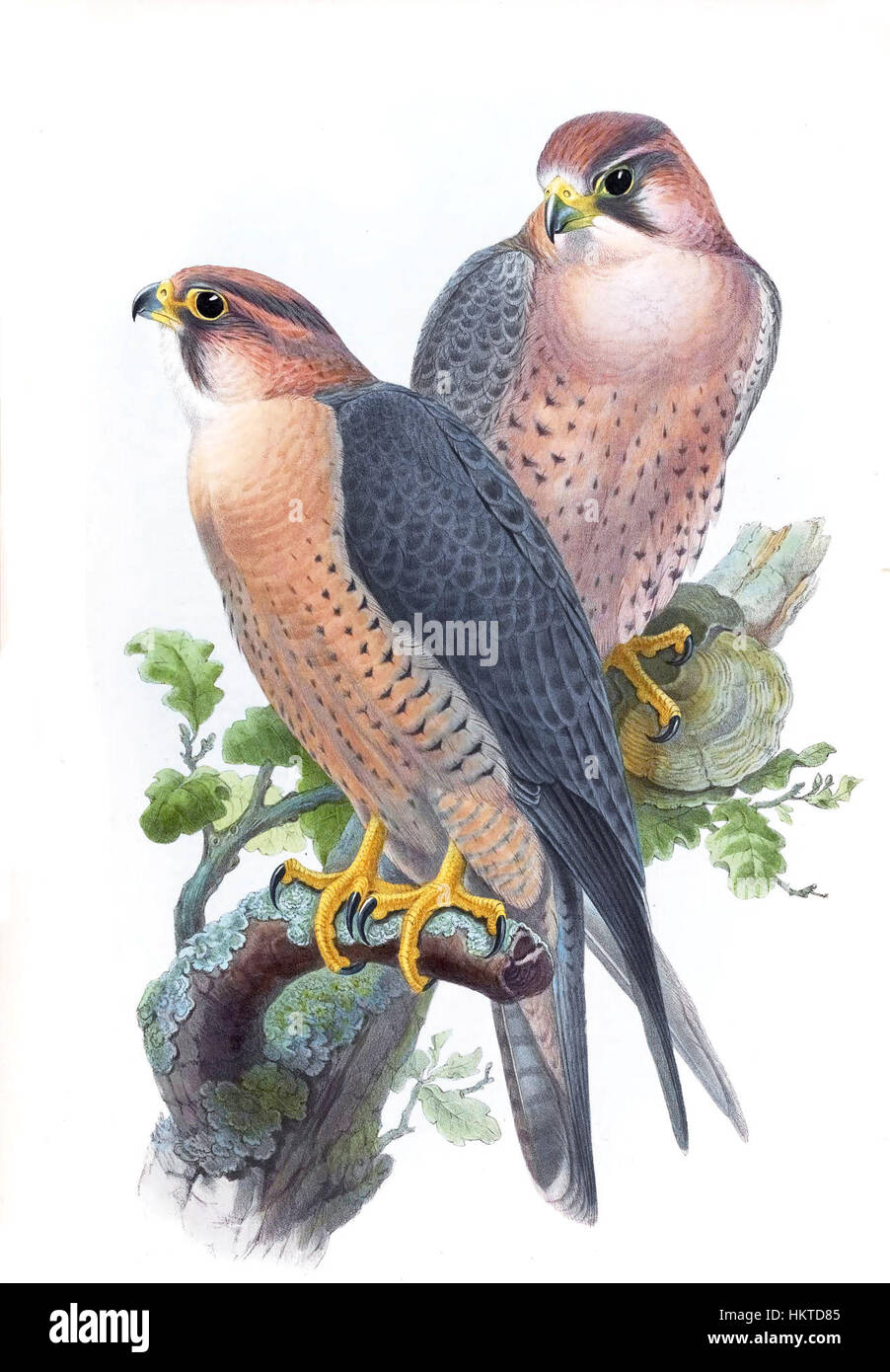 The 'Falco Peregrinus Babylonicus' is a depiction of the Babylonic ...