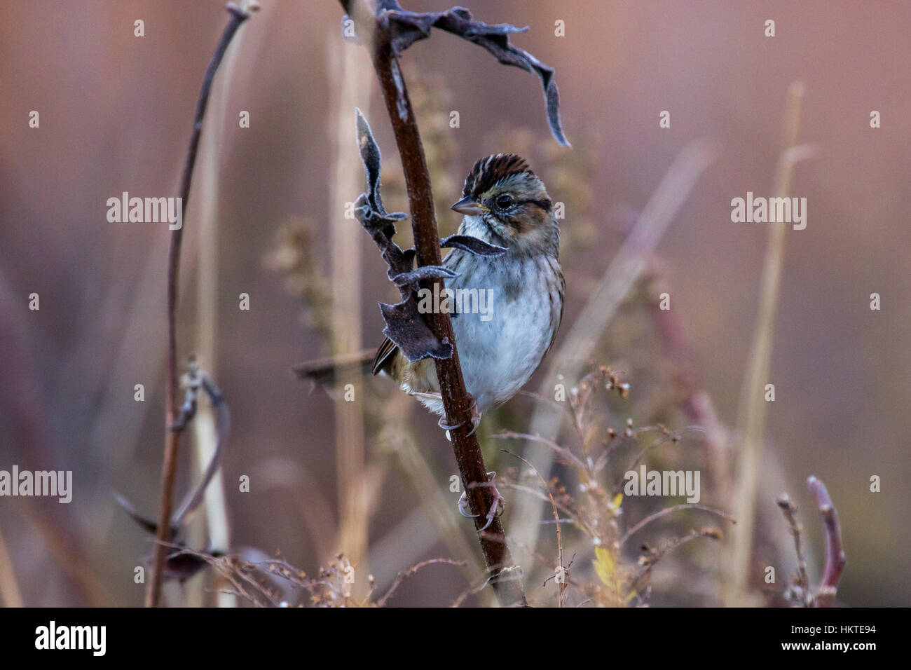 Bird sparrow swamp sparrow hi-res stock photography and images - Alamy