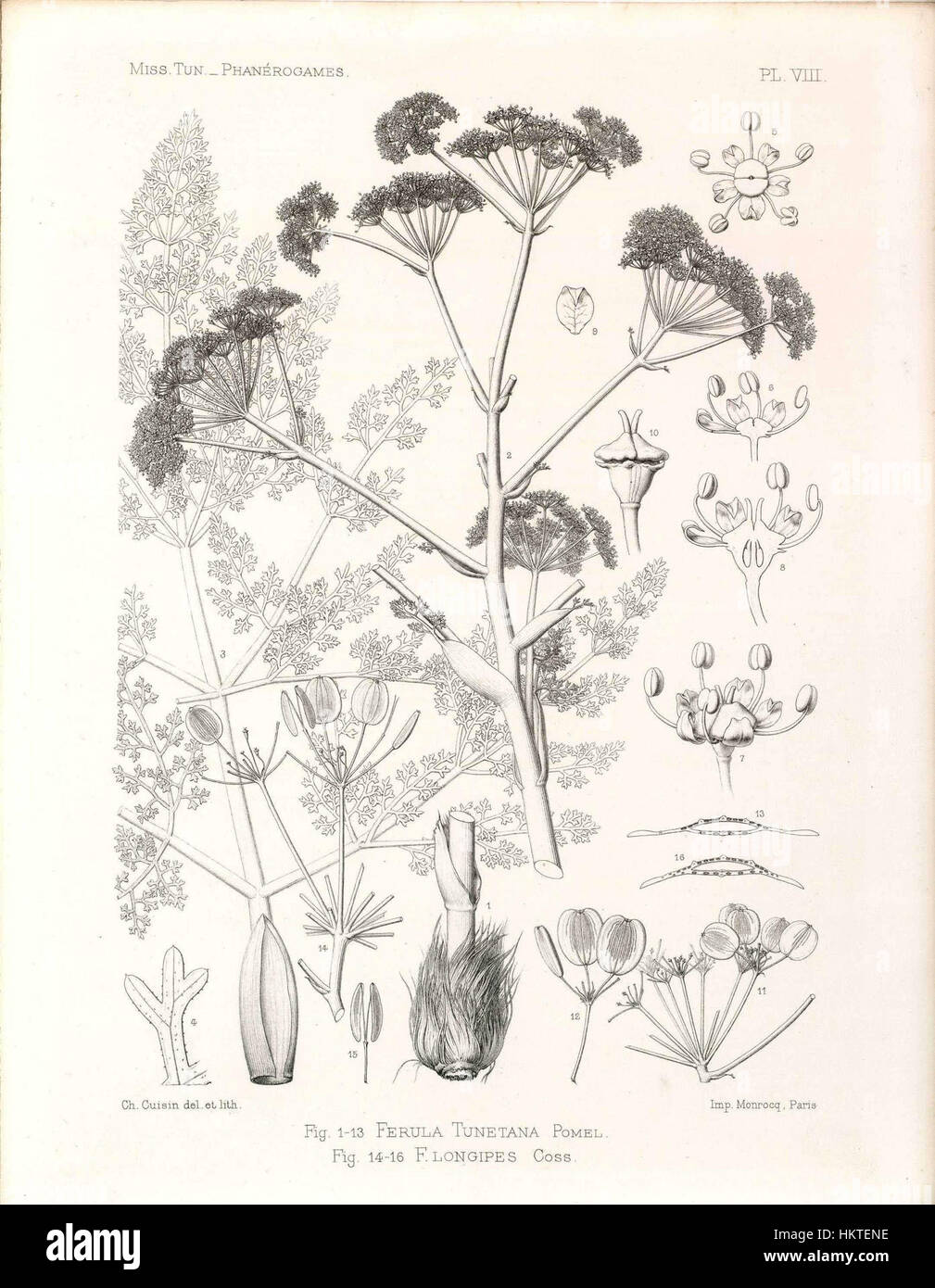 An artistic depiction of Ferula tunetana, a plant species known for its ...