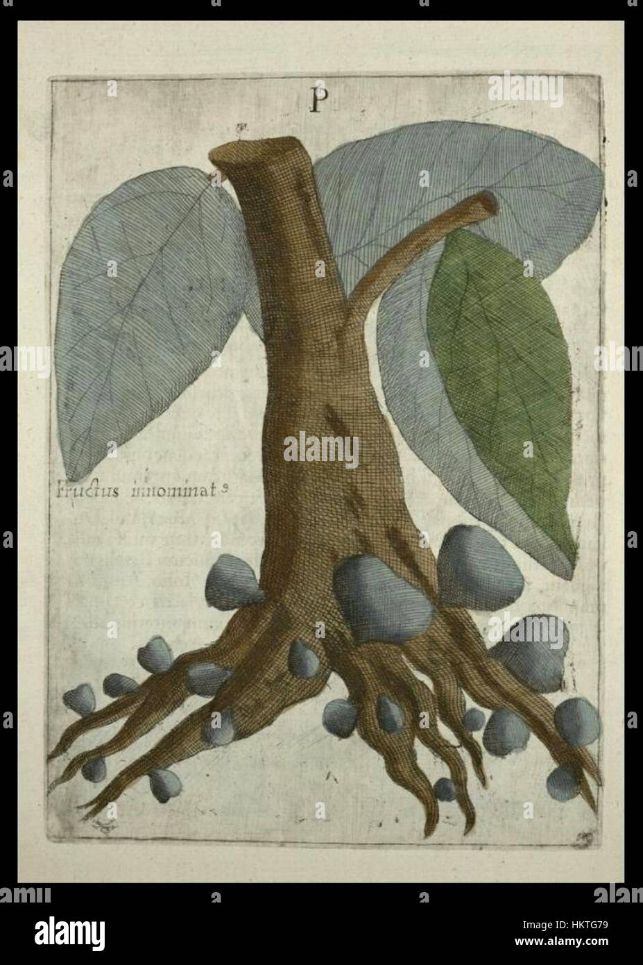 'Flora Sinensis - Fructus innominat' is an antique botanical ...