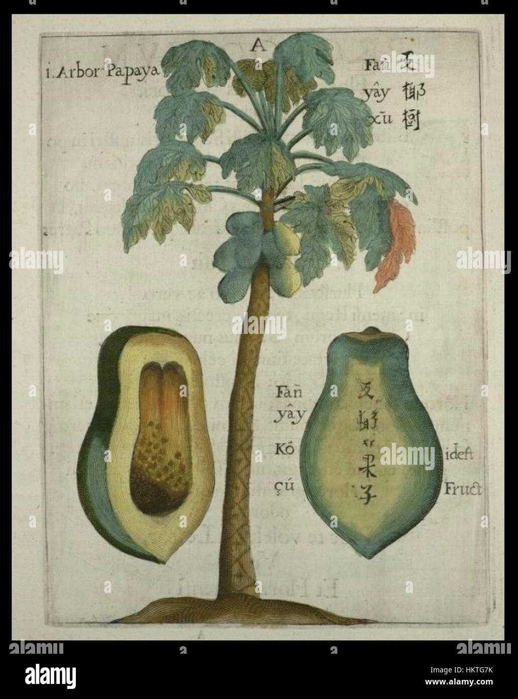 'Flora Sinensis' is an artwork depicting the papaya, showcasing the ...