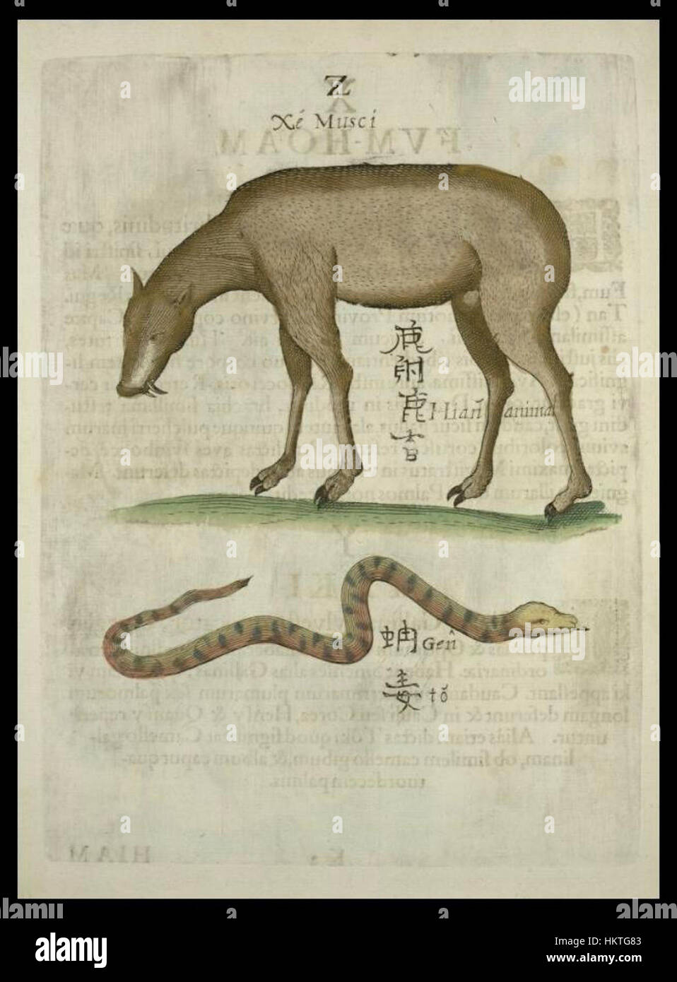 Quadruped design hi-res stock photography and images - Alamy