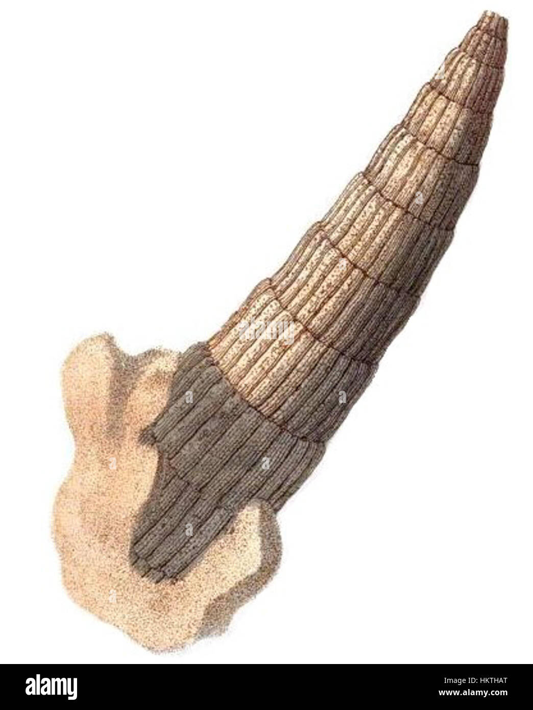 Plant life showcases Cut Out Stock Images & Pictures - Alamy