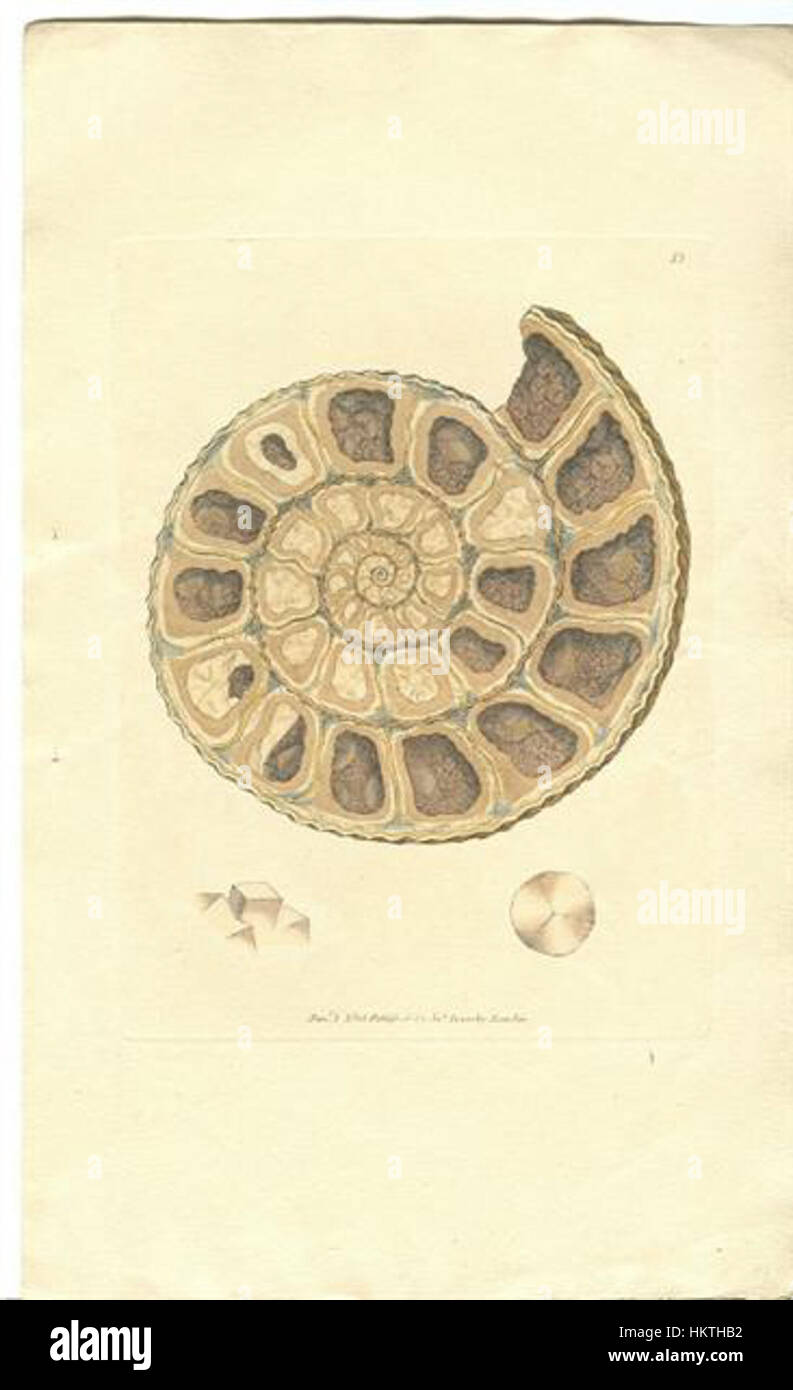 This engraving features a detailed depiction of an ammonite fossil ...