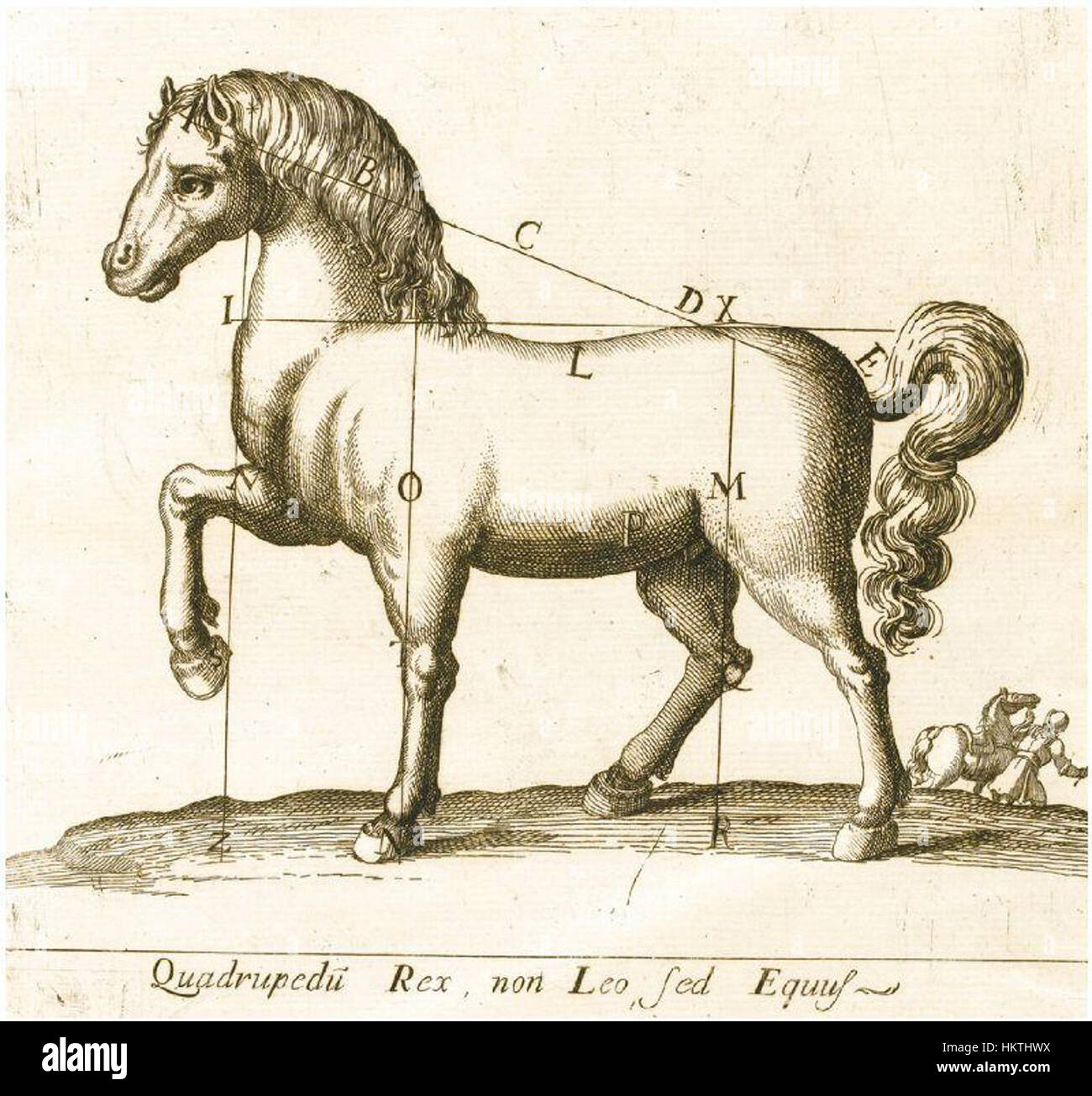'Quadrupedu Rex, non Leo sed Equus' is a painting by Francesco De Grado ...