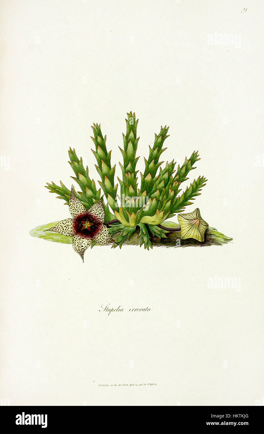 A portrait of Francis Masson, a notable 18th-century botanist who ...