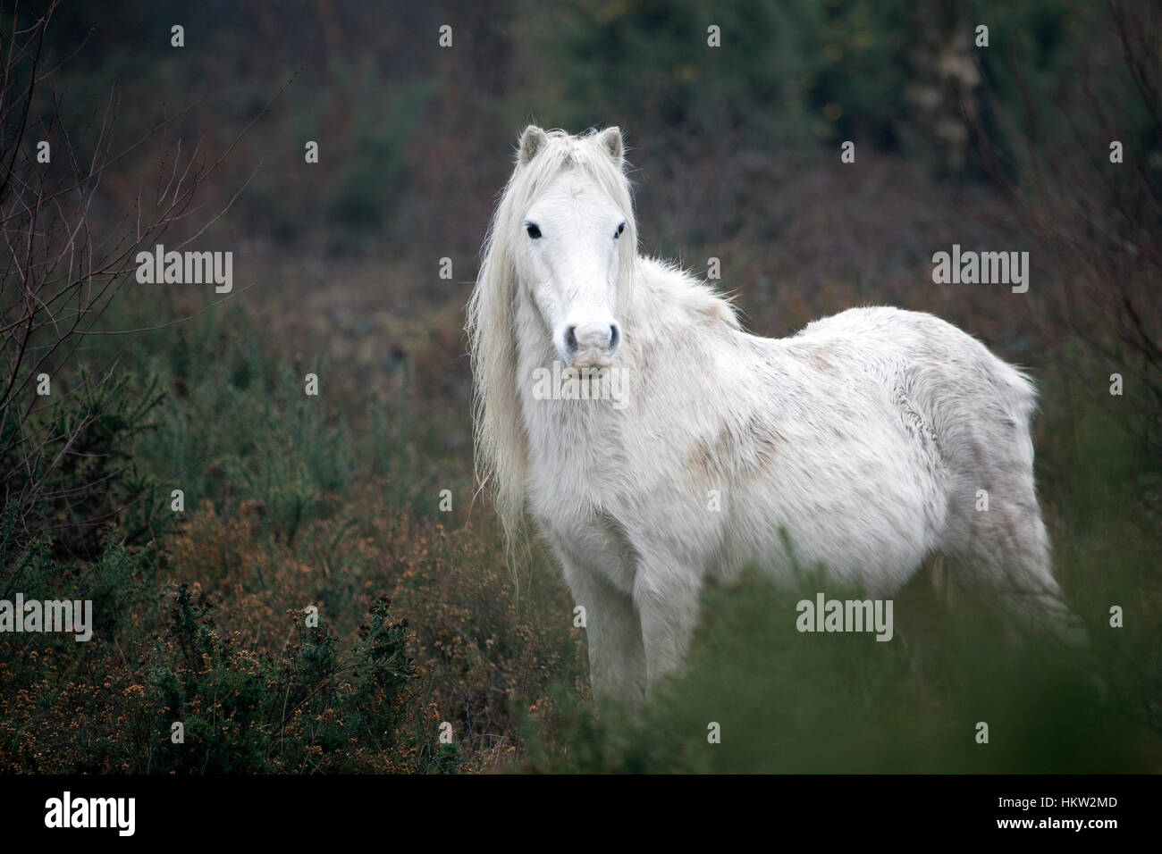 Flintshire, Wales, UK. 30th Jan, 2017. wild Welsh ponies accustomed to ...
