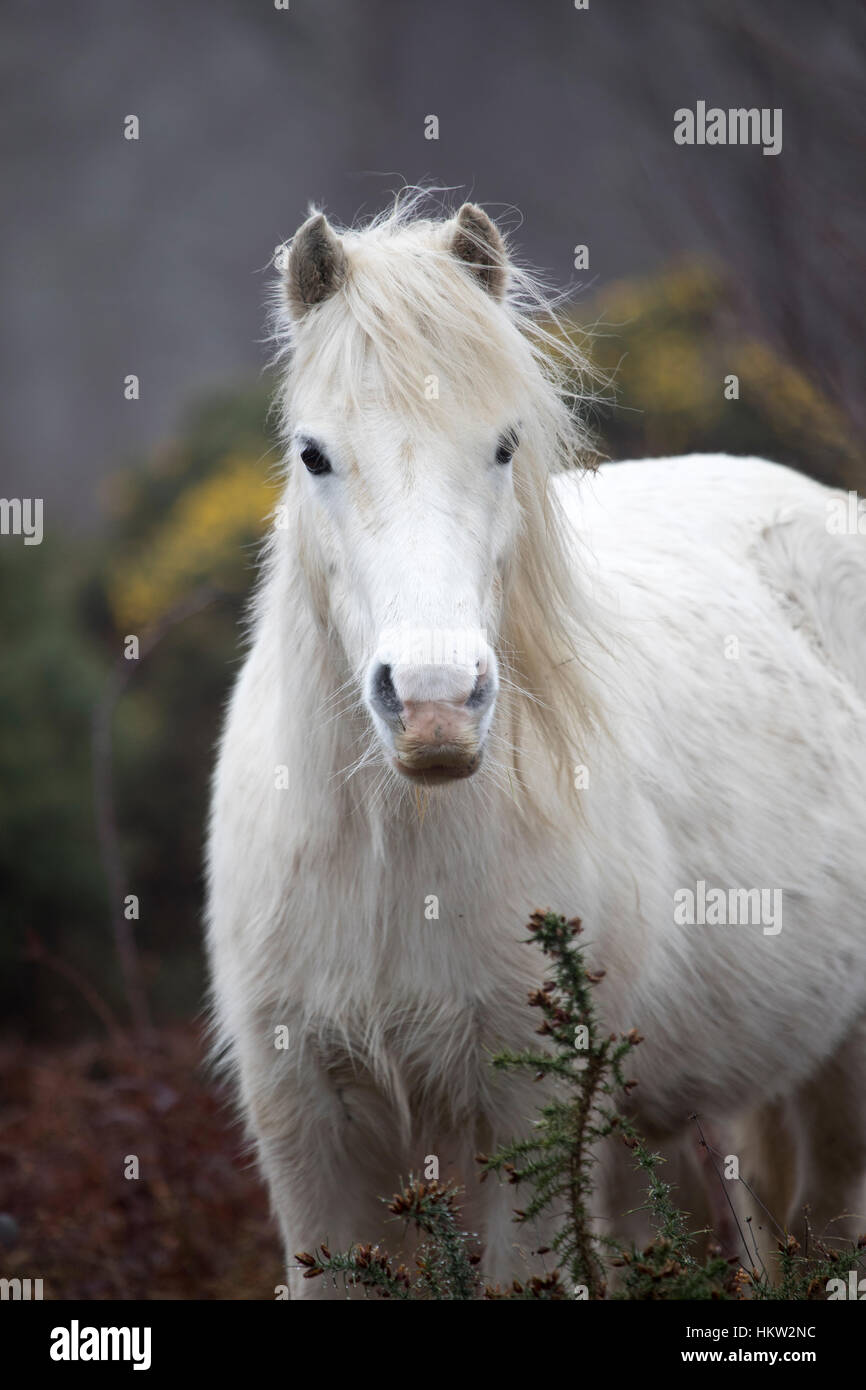 Flintshire, Wales, UK. 30th Jan, 2017. wild Welsh ponies accustomed to ...