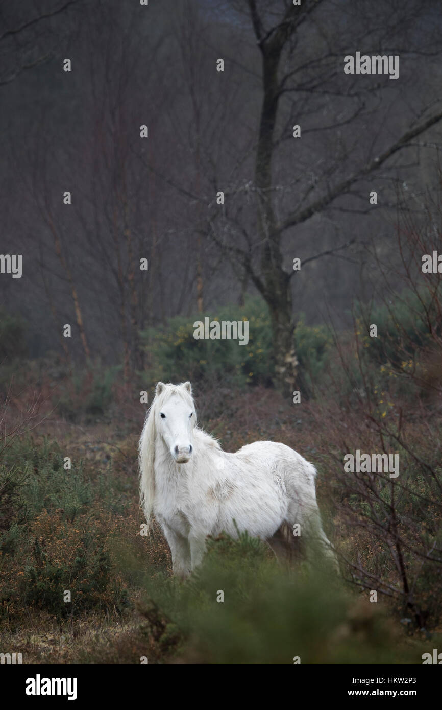 Flintshire, Wales, UK. 30th Jan, 2017. wild Welsh ponies accustomed to ...
