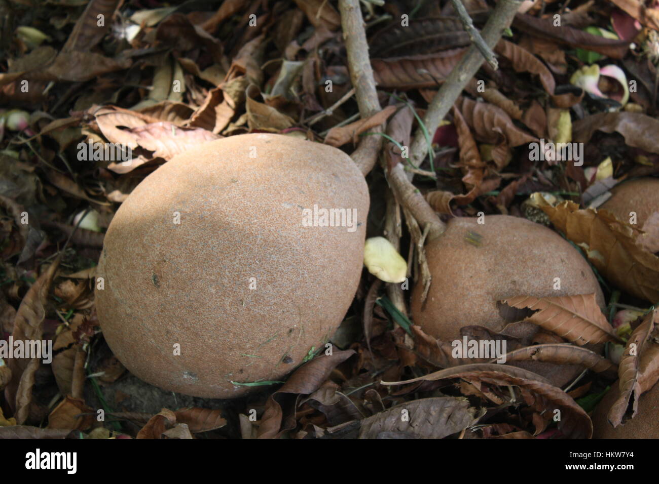 Cannon Ball Fruit Stock Photo - Alamy