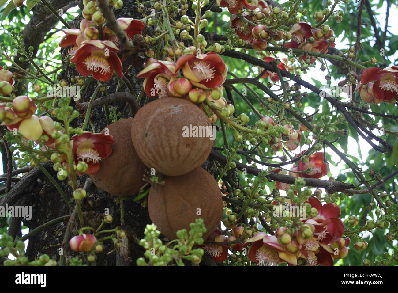 Cannon Ball Tree Stock Photo - Alamy